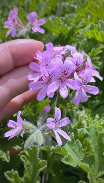 香叶天竺葵图片_如何辨别真假品种-第1张图片-山城妙识