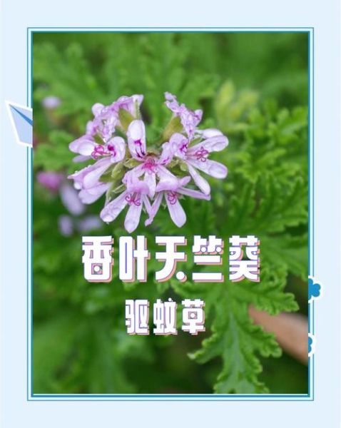 香叶天竺葵图片_如何辨别真假品种-第3张图片-山城妙识