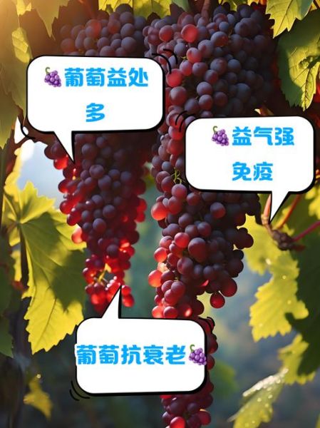吃新鲜葡萄有什么好处_葡萄的功效与作用-第2张图片-山城妙识