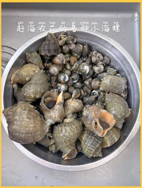 小海螺怎么吃图解_小海螺正确吃法步骤-第3张图片-山城妙识