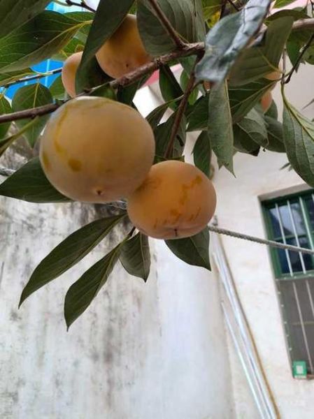 柿子饼怎么做_家庭版柿子饼制作步骤-第1张图片-山城妙识