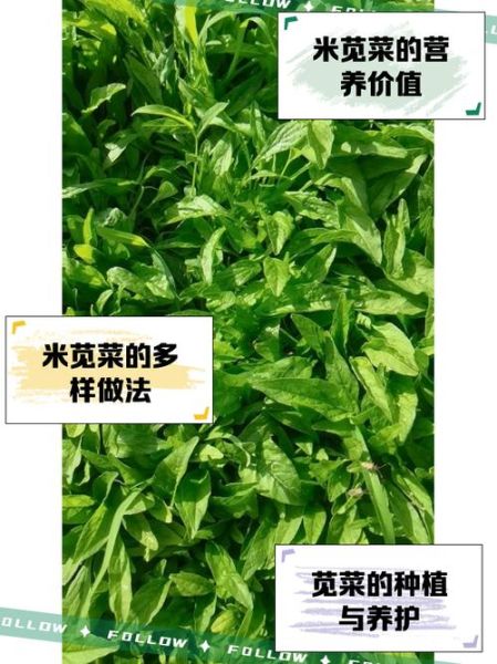 米苋菜的功效与作用_米苋菜怎么吃最营养-第1张图片-山城妙识