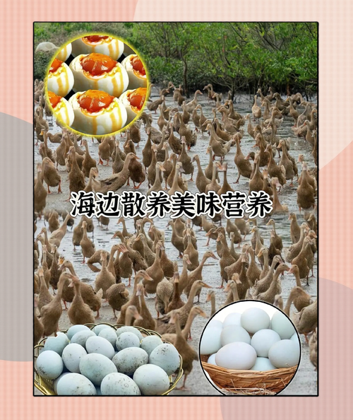 海鸭蛋哪里的最正宗_海鸭蛋产地怎么选-第1张图片-山城妙识