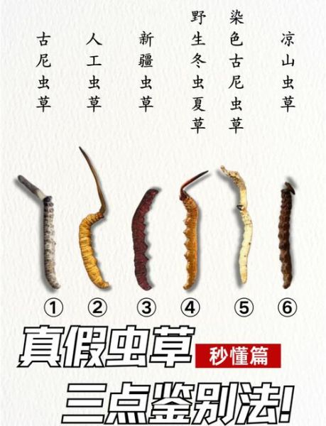 钟南山谈冬虫夏草功效真假_冬虫夏草怎么吃才有效-第1张图片-山城妙识