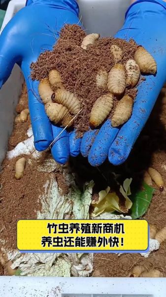 竹虫养殖技术_竹虫养殖成本利润-第1张图片-山城妙识