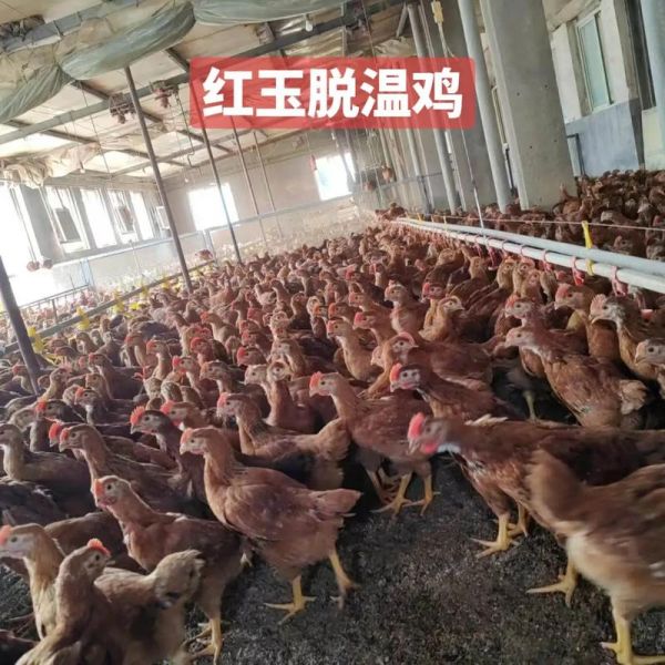 大红玉公鸡多少钱一只_大红玉公鸡怎么养-第2张图片-山城妙识 大红玉公鸡多少钱一只_大红玉公鸡怎么养-第2张图片-山城妙识