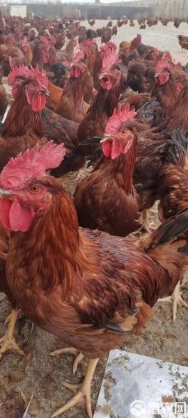 大红玉公鸡多少钱一只_大红玉公鸡怎么养-第3张图片-山城妙识 大红玉公鸡多少钱一只_大红玉公鸡怎么养-第3张图片-山城妙识