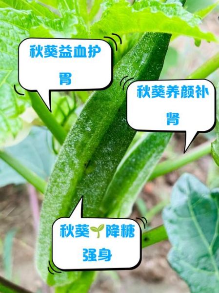 秋葵有毒吗_秋葵副作用有哪些-第2张图片-山城妙识