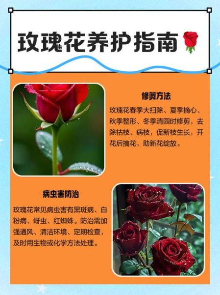 玫瑰花怎么养_玫瑰花语大全-第2张图片-山城妙识