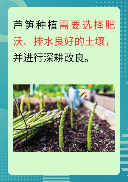 芦笋种子怎么种_芦笋种子种植方法-第1张图片-山城妙识