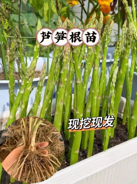 芦笋种子怎么种_芦笋种子种植方法-第2张图片-山城妙识