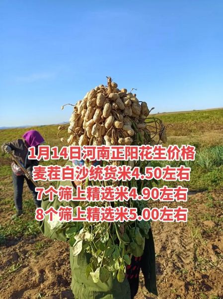 河南花生价格走势_2024年行情预测-第3张图片-山城妙识