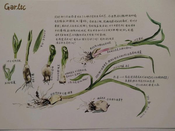 蒜苗怎么种_蒜苗多久能收获-第1张图片-山城妙识