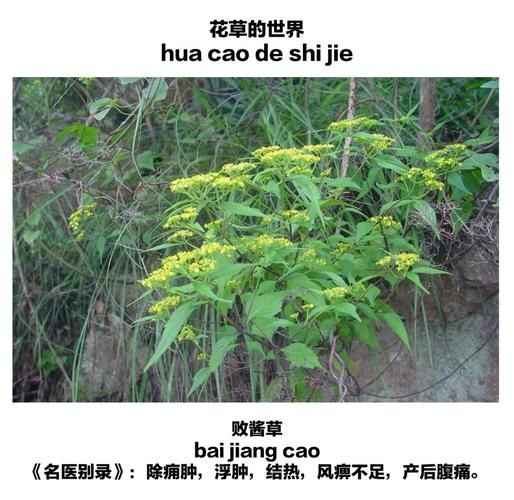 败酱草的功效与作用主要治什么病_败酱草能治哪些炎症-第1张图片-山城妙识 败酱草的功效与作用主要治什么病_败酱草能治哪些炎症-第1张图片-山城妙识