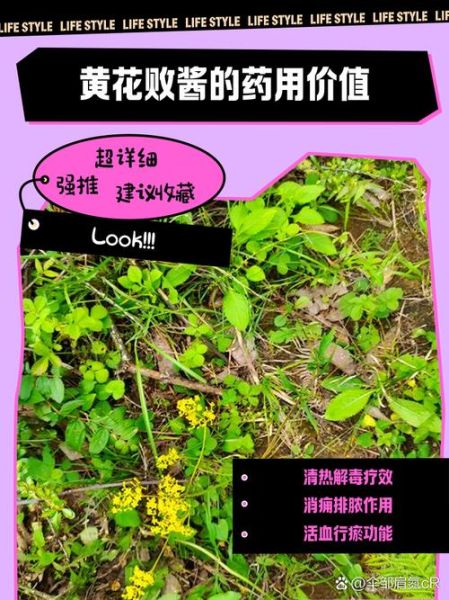 败酱草的功效与作用主要治什么病_败酱草能治哪些炎症-第2张图片-山城妙识 败酱草的功效与作用主要治什么病_败酱草能治哪些炎症-第2张图片-山城妙识