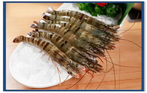 基围虾养殖技术视频_如何科学养殖基围虾-第3张图片-山城妙识 基围虾养殖技术视频_如何科学养殖基围虾-第3张图片-山城妙识