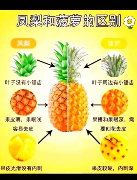 菠萝和凤梨味道一样吗_区别在哪-第2张图片-山城妙识