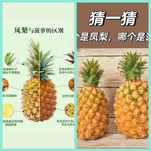 菠萝和凤梨味道一样吗_区别在哪-第3张图片-山城妙识