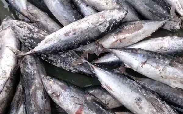 鲣鱼图片怎么拍_鲣鱼长什么样-第3张图片-山城妙识