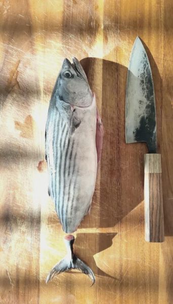 鲣鱼图片怎么拍_鲣鱼长什么样-第1张图片-山城妙识