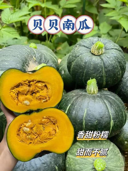 贝贝南瓜适合什么人吃_宝宝能吃吗-第1张图片-山城妙识