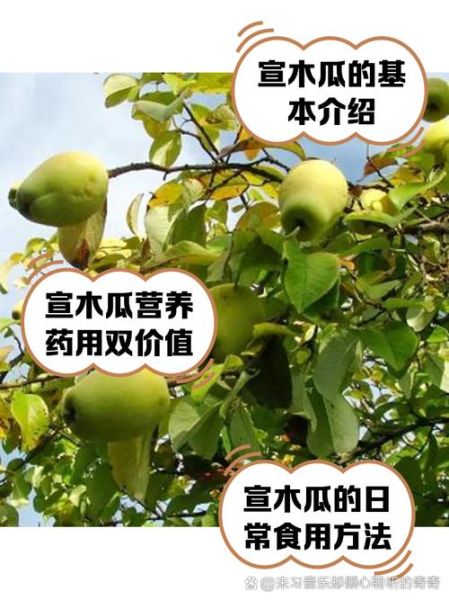 宣木瓜怎么吃_宣木瓜的吃法大全-第1张图片-山城妙识 宣木瓜怎么吃_宣木瓜的吃法大全-第1张图片-山城妙识