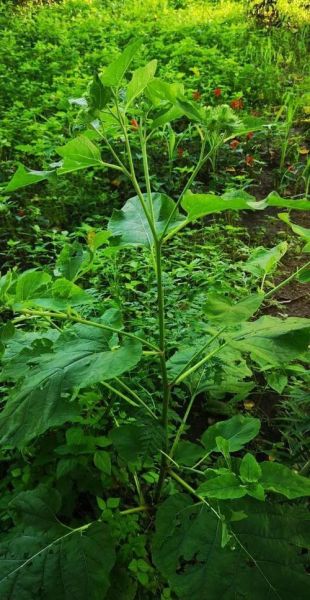 牛蒡图片长什么样_牛蒡和山药的区别-第1张图片-山城妙识