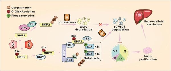 蛋白糖基化修饰是什么_如何检测蛋白糖基化修饰-第1张图片-山城妙识 蛋白糖基化修饰是什么_如何检测蛋白糖基化修饰-第1张图片-山城妙识