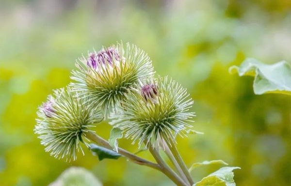 牛蒡图片长什么样_牛蒡和山药的区别-第2张图片-山城妙识