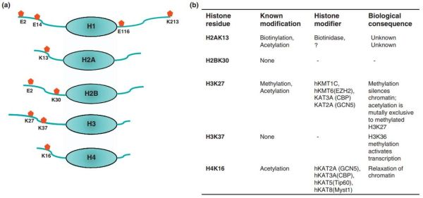 蛋白糖基化修饰是什么_如何检测蛋白糖基化修饰-第3张图片-山城妙识 蛋白糖基化修饰是什么_如何检测蛋白糖基化修饰-第3张图片-山城妙识