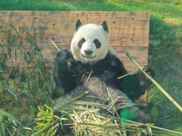 熊猫吃竹子图片_为什么熊猫只吃竹子-第3张图片-山城妙识