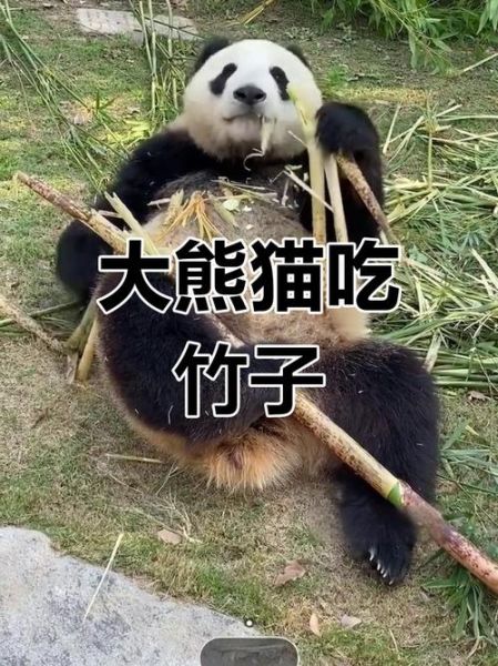 熊猫吃竹子图片_为什么熊猫只吃竹子-第2张图片-山城妙识