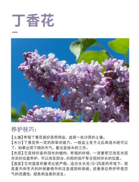 丁香花冬天怎么养_丁香花越冬防寒技巧-第2张图片-山城妙识 丁香花冬天怎么养_丁香花越冬防寒技巧-第2张图片-山城妙识