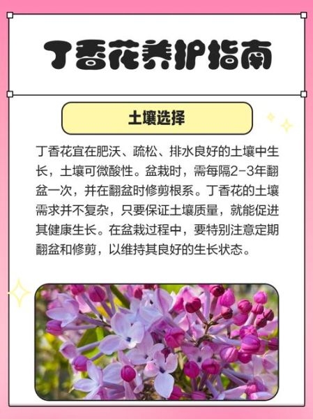 丁香花冬天怎么养_丁香花越冬防寒技巧-第1张图片-山城妙识 丁香花冬天怎么养_丁香花越冬防寒技巧-第1张图片-山城妙识