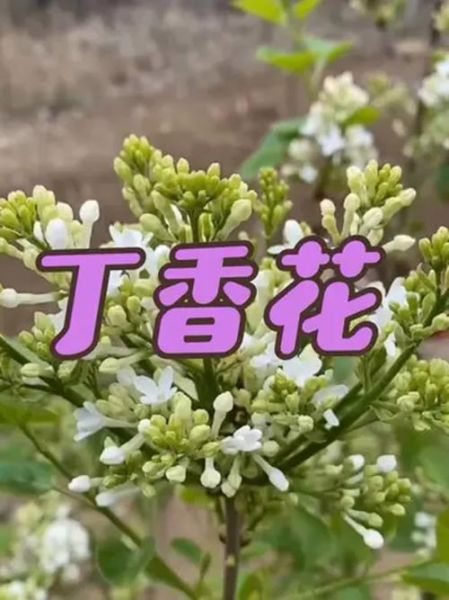 丁香花冬天怎么养_丁香花越冬防寒技巧-第3张图片-山城妙识 丁香花冬天怎么养_丁香花越冬防寒技巧-第3张图片-山城妙识