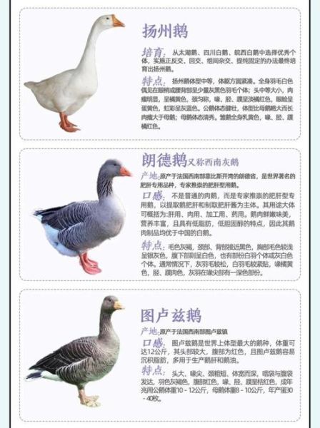 大鹅文化是什么_大鹅文化如何影响年轻人-第3张图片-山城妙识