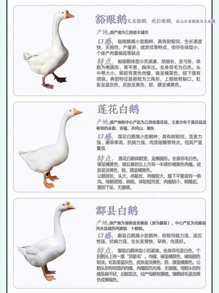 大鹅文化是什么_大鹅文化如何影响年轻人-第2张图片-山城妙识