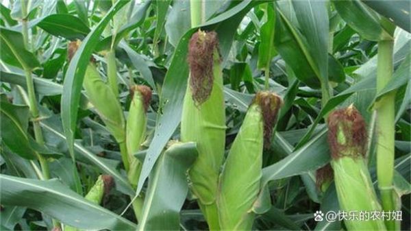 玉米花粒期管理要点_如何提高粒重-第1张图片-山城妙识