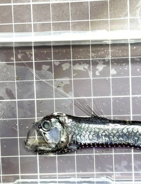 蛇鱼怪兽是什么_蛇鱼怪兽真的存在吗-第1张图片-山城妙识