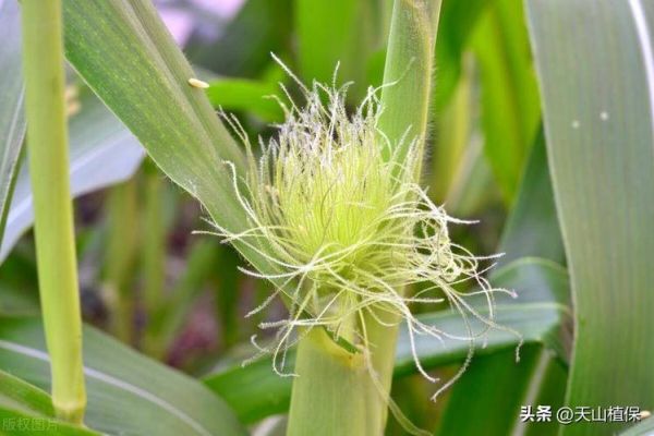 玉米花粒期管理要点_如何提高粒重-第3张图片-山城妙识