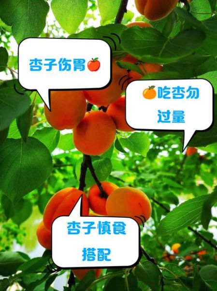 杏子不能和什么一起吃_杏子的禁忌有哪些-第2张图片-山城妙识