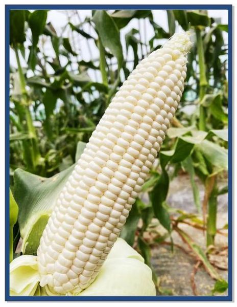 水果玉米的功效与作用禁忌_孕妇能吃吗-第1张图片-山城妙识 水果玉米的功效与作用禁忌_孕妇能吃吗-第1张图片-山城妙识