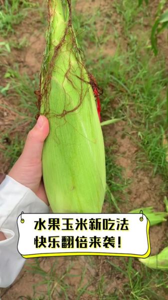 水果玉米的功效与作用禁忌_孕妇能吃吗-第2张图片-山城妙识 水果玉米的功效与作用禁忌_孕妇能吃吗-第2张图片-山城妙识