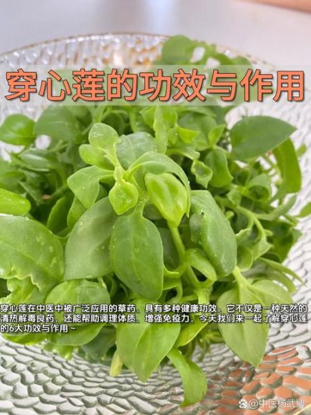 穿心莲生吃还是烫一下_如何吃更健康-第1张图片-山城妙识