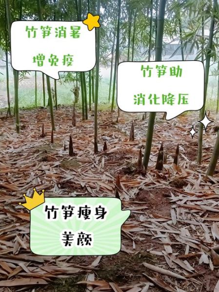 笋的功效与作用_吃笋能减肥吗-第1张图片-山城妙识