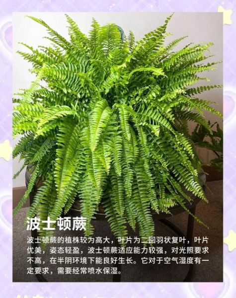 蕨类植物怎么养_蕨类植物图片大全-第3张图片-山城妙识