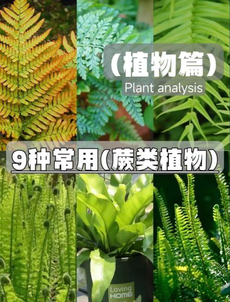 蕨类植物怎么养_蕨类植物图片大全-第1张图片-山城妙识