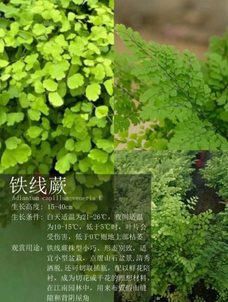 蕨类植物怎么养_蕨类植物图片大全-第2张图片-山城妙识