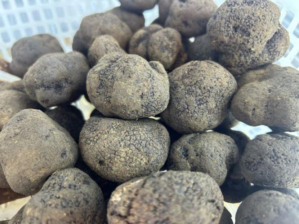 松露多少钱一斤_松露为什么这么贵-第1张图片-山城妙识