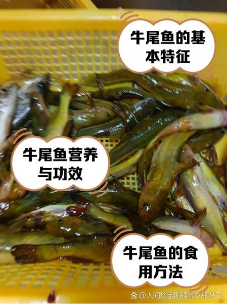 牛尾巴鱼怎么做好吃_牛尾巴鱼做法大全-第2张图片-山城妙识